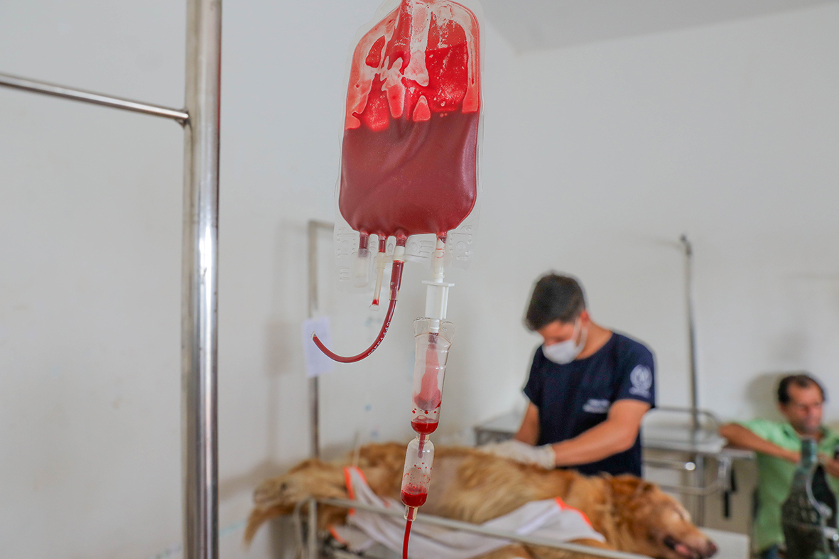 Doação de sangue animal: Um ato de amor que salva vidas - Revista BSB ...